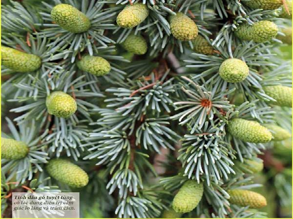 Cây tuyết tùng mini để bàn - Cây xanh đô thị Sài Gòn!